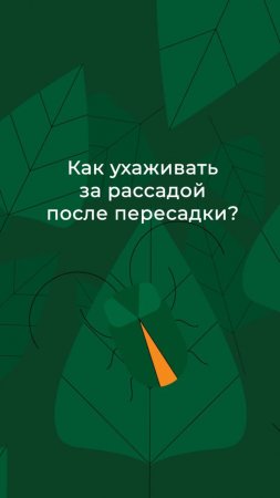 Как ухаживать за рассадой после пересадки?