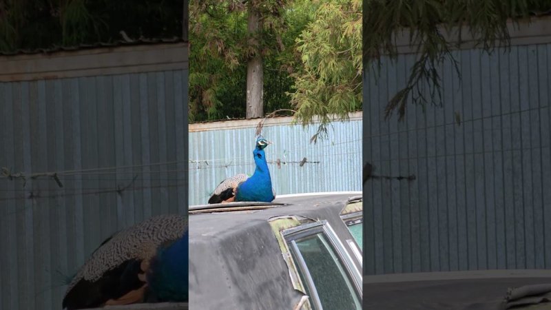 Гуляя по Гагре, можно встретить много колоритных мест  Что не место, так фотозона