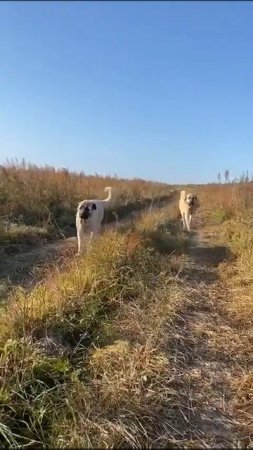 Кангалы на прогулке. Конан & Локи. Смешные видео про наших животных. Собаки. Приколы.