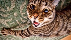 Смешные коты фото🐈