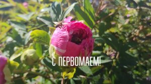 С ПЕРВОМАЕМ!