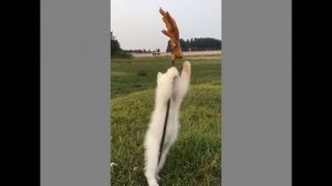 Фото,Видео приколы . Спасибо за комментарии и лайки.