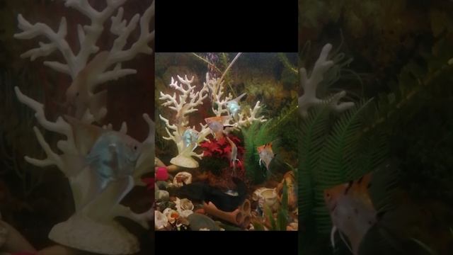 Жалящий сом в моем аквариуме.