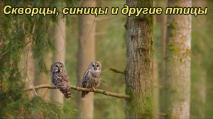 Скворцы, синицы и другие птицы.