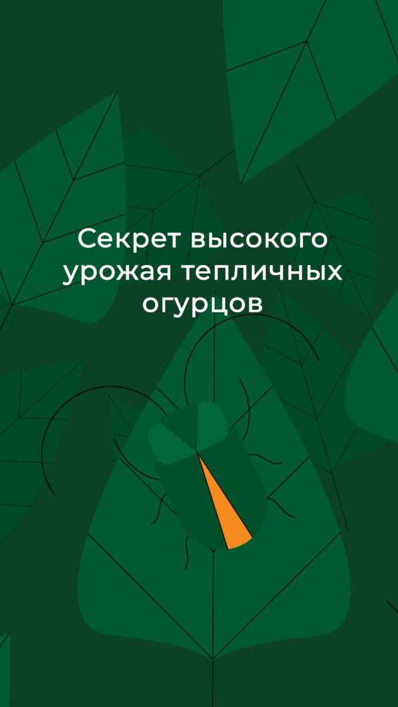 Как связаны плетёный виноград и рассада?