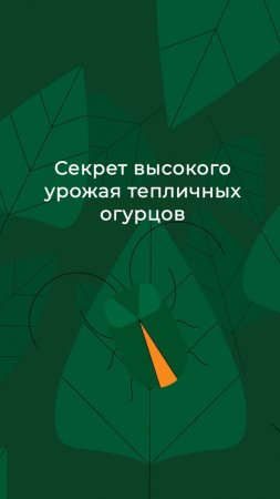 Как связаны плетёный виноград и рассада?