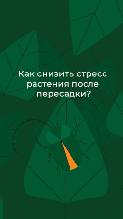 Как снизить стресс растения после пересадки?