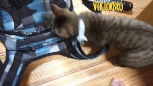 ПОДБОРКА КОШАЧЬЕЙ НЕЖНЯТИНКИ #7. Прикольные котики со всего мира