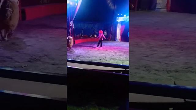 Цирк 08.06.2017 Пони