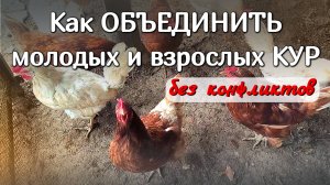 Как ОБЪЕДИНИТЬ молодых и взрослых КУР без конфликтов