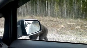 Медведь попрошайка на дороге