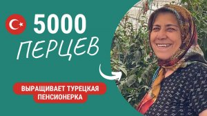 Это невероятно! Турецкие пенсионеры выращивают 5000 кустов перцев🌶️