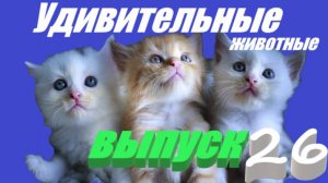 Удивительные животные выпуск 26