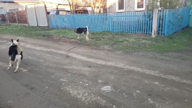Играющие собаки. Смена тактики