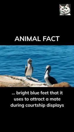 Ever heard of this blue-footed Animal? 😯🐾🐦 #shorts #facts #animals #animalfacts #love #birds #natur