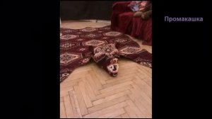 Русские приколы. "Это Россия..." Выпуск№2