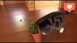 Прикольный клип Привет, я кот