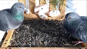 На кормушку прилетели Большие Синицы, Лазоревки, Голуби, Снегири и Сойки (11.02.2025 года)