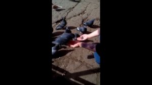 Прикол 2017 кормит голубей