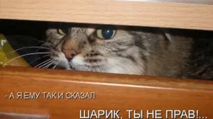 Котоматрица