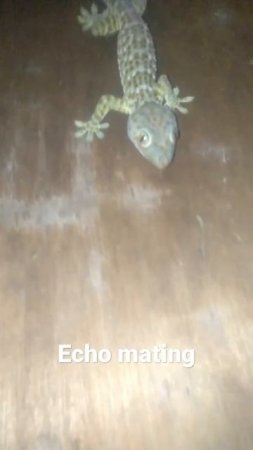 gecho mating