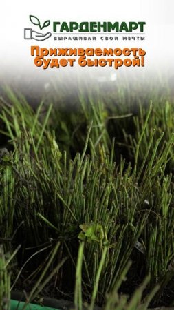 🌱 Ваши саженцы уже в пути!