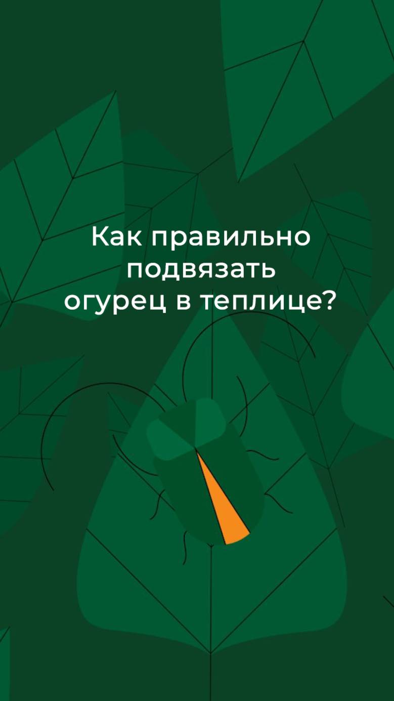 Как правильно подвязать огурец в теплице?