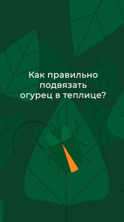 Как правильно подвязать огурец в теплице?