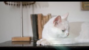 Кошачий Jazz.Новыем друзья.