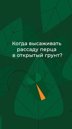 Когда высаживать рассаду перца в открытый грунт?