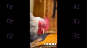 BEST COUB И ПРИКОЛЫ,ЛУЧШЕЕ 250 | 2021