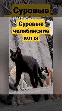 #shorts  Суровые челябинские коты