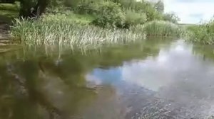 чеган берюзовый