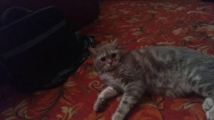 Взорвал интернет! Кот разговаривает, говорит пошёл на мама МАаа МАааа :(( Вы помните это?