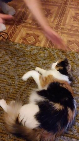 #кот #котэ #котики #кошенята #cat #kitten #funnyvideo #coub #прикол #relax #funnycats