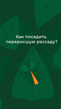 Как посадить переросшую рассаду?