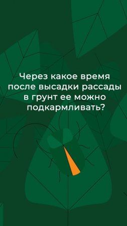 Через какое время после высадки рассады в грунт ее можно подкармливать?