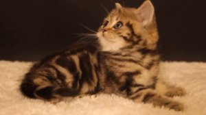 Шотландский котенок Imperator SuperFold