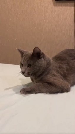 Жизнь на халяву #cat#кошка#catlover#котики#кот#кошкавдоме#приколы#коты