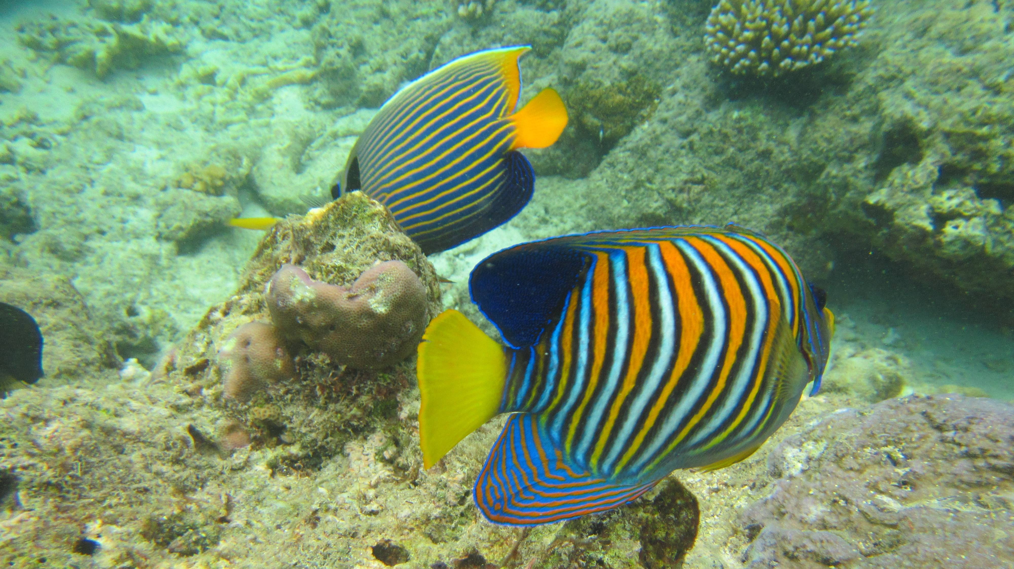 ОСТРОВ СИПАДАН. ЧЕРЕПАШИЙ РАЙ.фильм-1