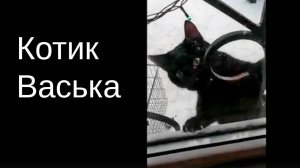Котик Васька