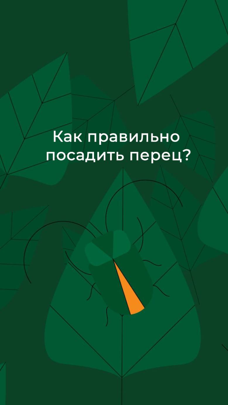 Как правильно посадить перец?