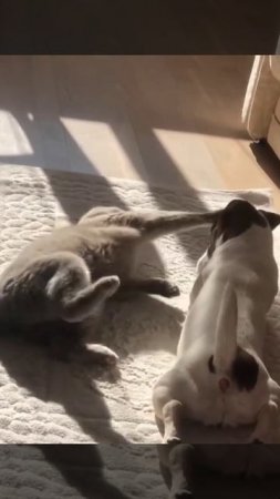 🤣 Я ПРИШЛА К ТЕБЕ ИЗ СКАЗКИ 🤣 #приколы #shorts