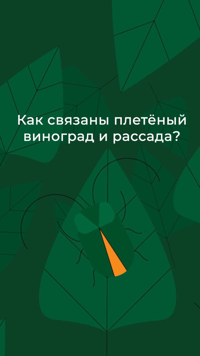 Как связаны плетёный виноград и рассада?