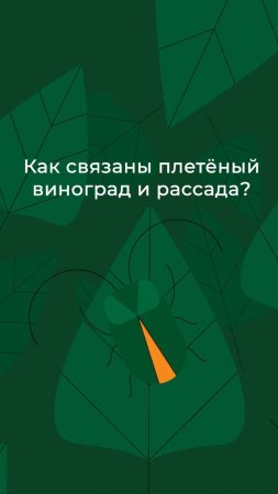 Как связаны плетёный виноград и рассада?