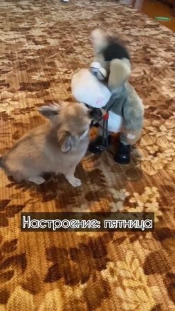 #shorts #приколы #юмор #шуточки #чихуахуа #собака #щенок