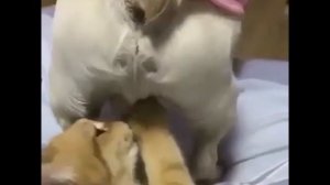 Динь динь динь, прикол!