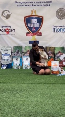 Международная выставка собак «Шоу Чемпионов». Алматы. Казахстан. International Dog Show. June 2023