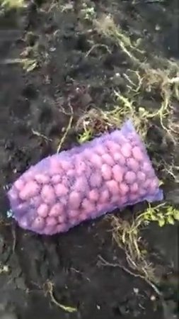 Картофель оптом и в розницу