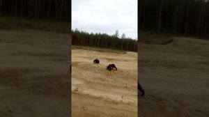Россия медведи по дорогам